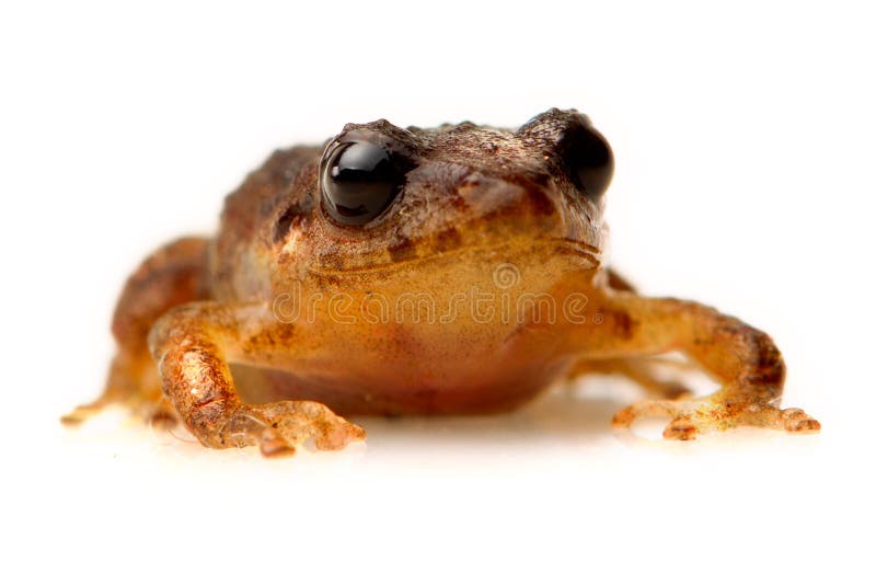176 Frog Angle Shot Stock Photos - Free & Royalty-Free Stock Photos ...