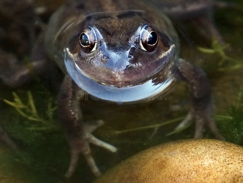 Common Frog stock photo. Image of beautiful, pinfoldphotos - 742220