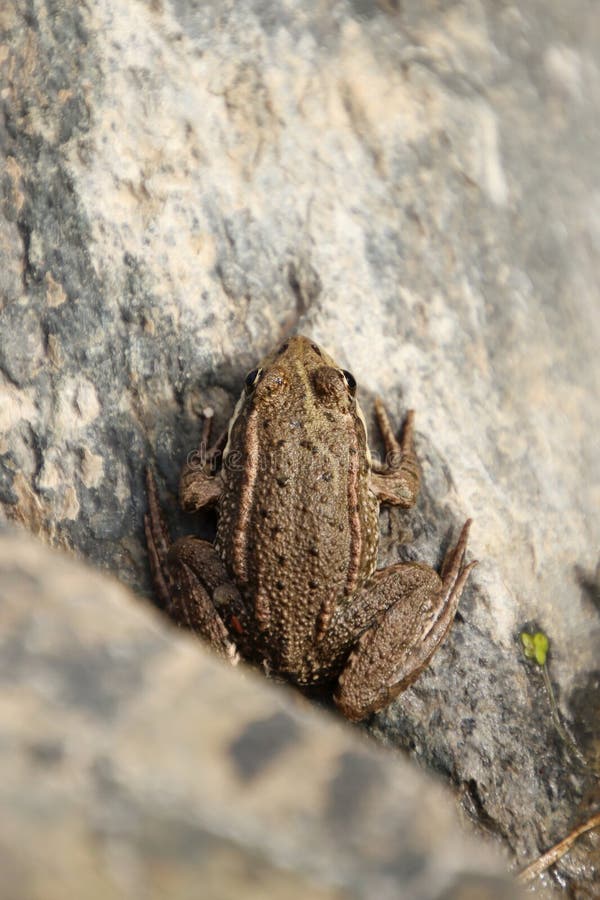 A Common Frog Lies on a Stone by the Water Stock Image - Image of ...