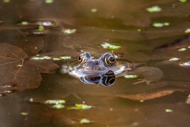 Common Frog Looking Up Out of a Pond Stock Image - Image of temporaria ...