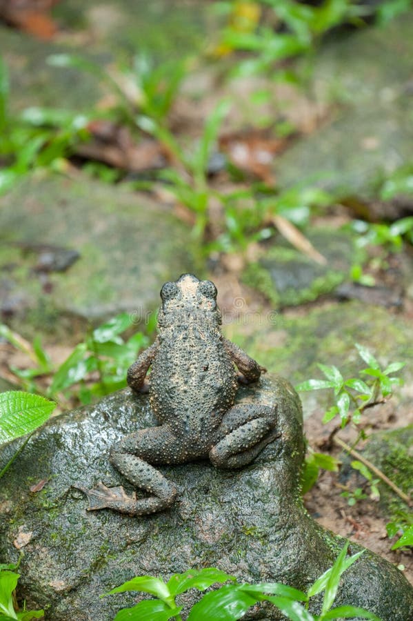 Common Frog Macro, Portrait in Its Environment. Thailand Stock Photo ...