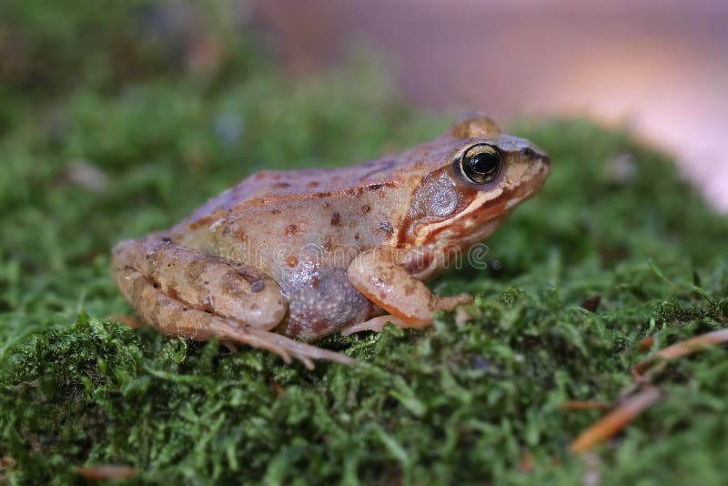 Frog on moss stock image. Image of poison, rain, frog - 1609107