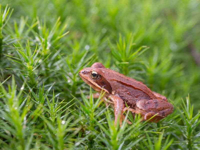 Frog on Moss stock photo. Image of green, cute, amphibian - 158530272