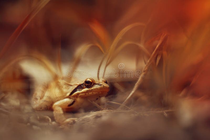 Common Frog in Orange Tones Stock Image - Image of macro, detail: 118514865