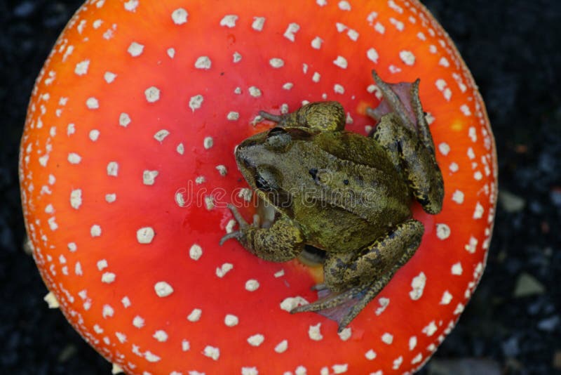 Common Frog, Rana Temporaria Stock Image - Image of british, nature ...