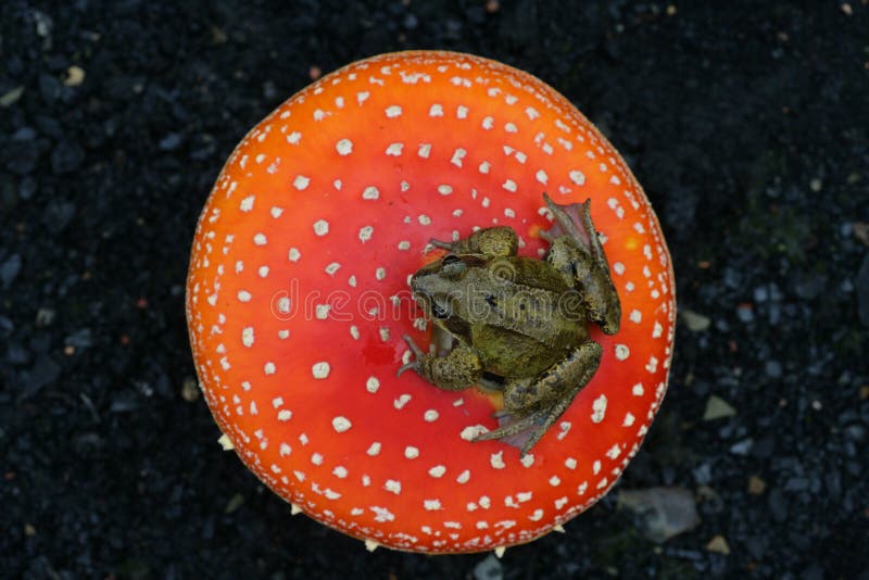 Frog on toadstool stock photo. Image of animal, toad - 34294486