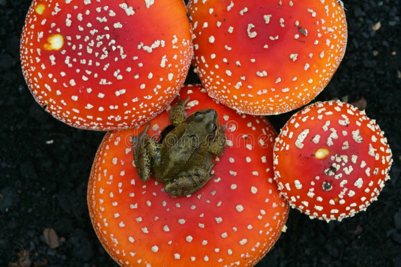 Frog on toadstool stock photo. Image of animal, toad - 34294486
