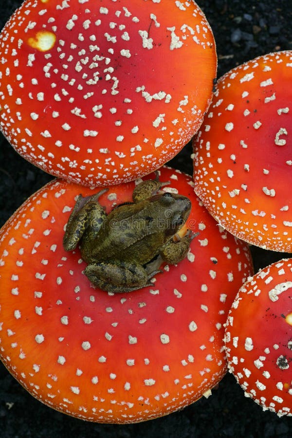 Frog on toadstool stock photo. Image of animal, toad - 34294486