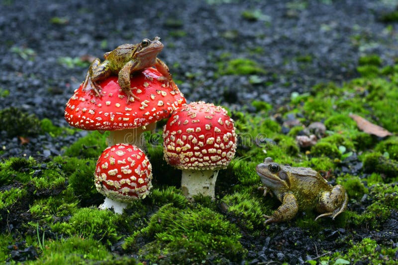 Frog on toadstool stock photo. Image of animal, toad - 34294486
