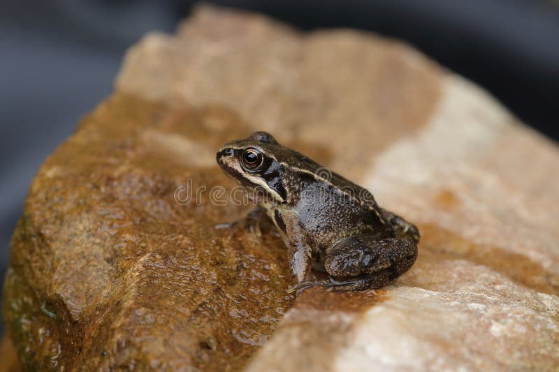 Common Frog on the rocks stock photo. Image of aquatic - 281698554