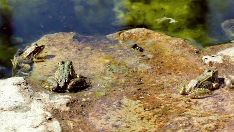 Common Frog, Sitting in Garden Pond and Jump at Clip End Stock Video ...