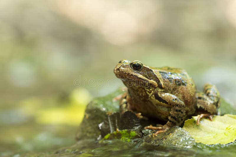 Common Frog stock image. Image of fauna, spring, spawn - 11415779