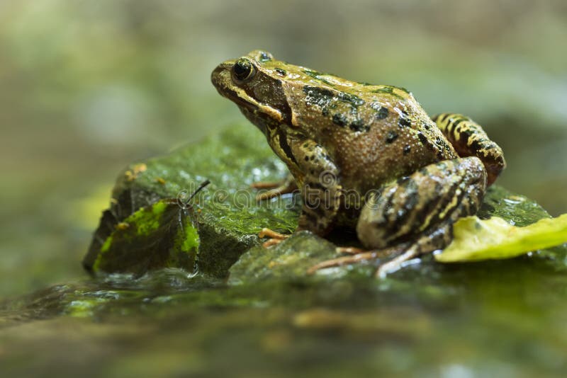 Common Frog stock image. Image of fauna, spring, spawn - 11415779
