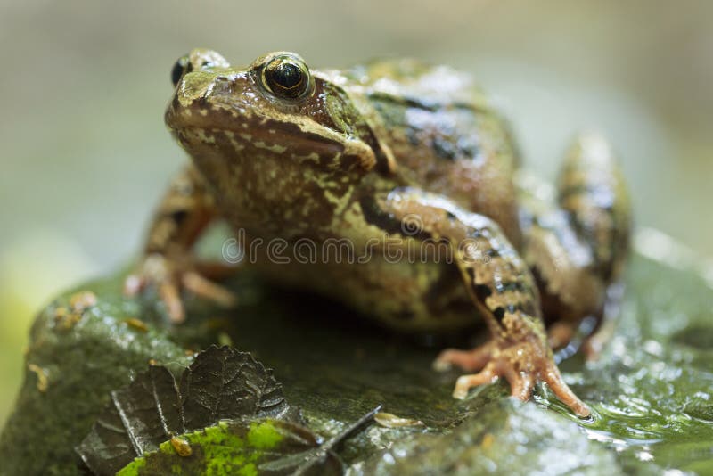 Common Frog Amphibian Sat on Water Lettuce in Pond Stock Image - Image ...