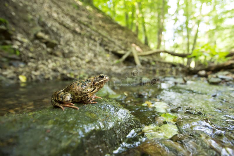 Common Frog stock image. Image of frog, natural, wildlife - 65255895