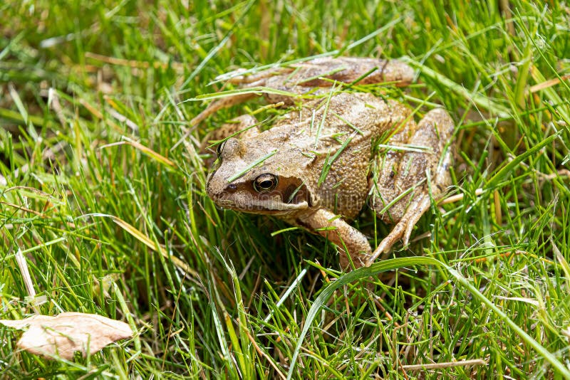 Common frog on grass stock photo. Image of wildlife, spring - 13164698