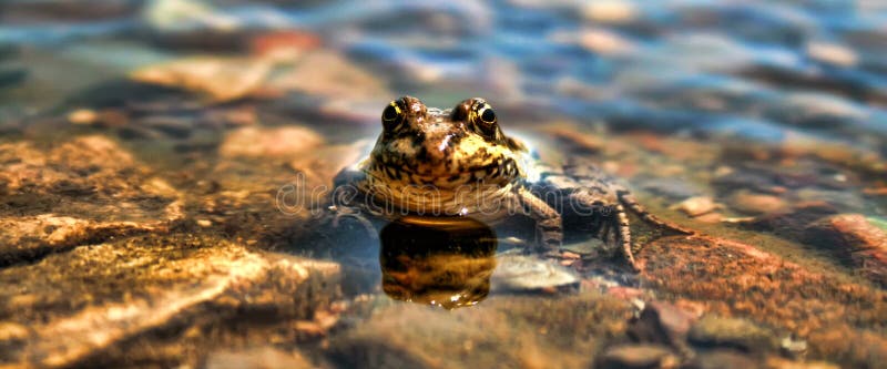 Common Frog Submerged Low Angle Stock Image - Image of embrace ...