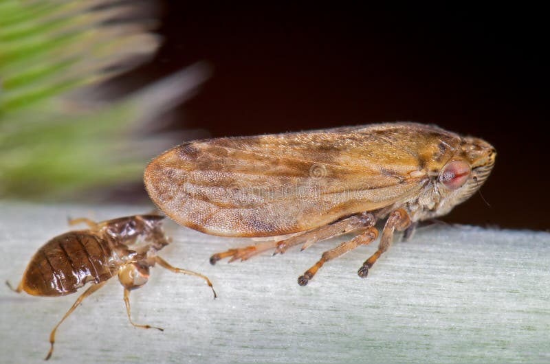 Common Froghopper stock image. Image of details, summer - 25857993