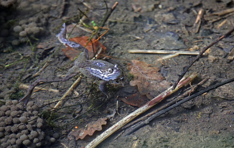 Common Frogs Breeding in a Pond Stock Photo - Image of birdwatching ...