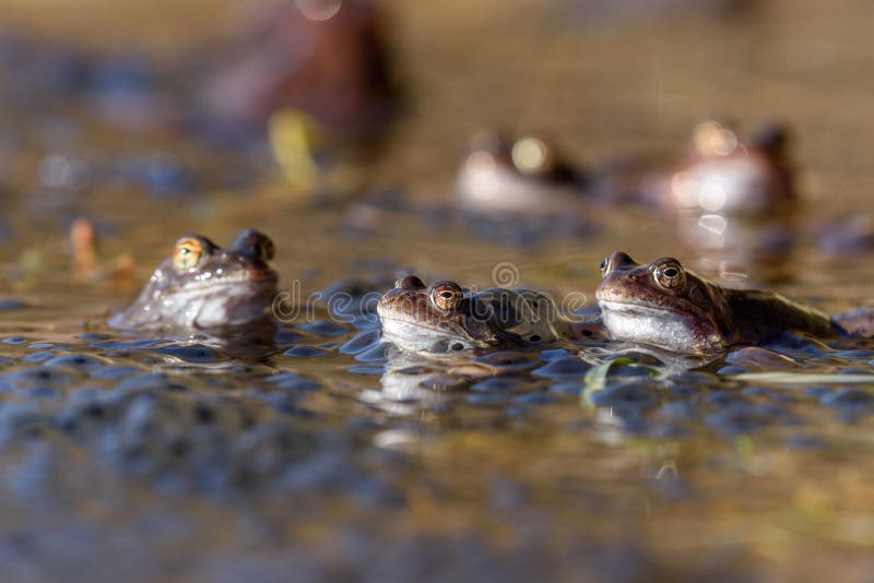Common Frogs Laying Eggs in a Marsh Stock Image - Image of summer ...