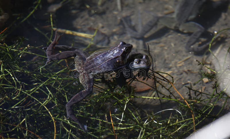Common Frogs Breeding in a Pond Stock Photo - Image of frogs, watchers ...