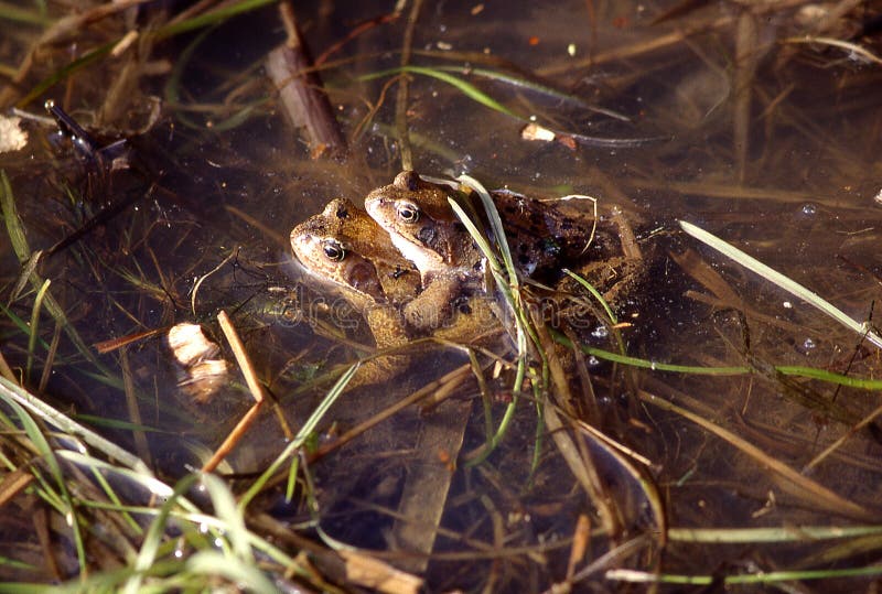 Common frogs in the pond stock image. Image of hopping - 194439223