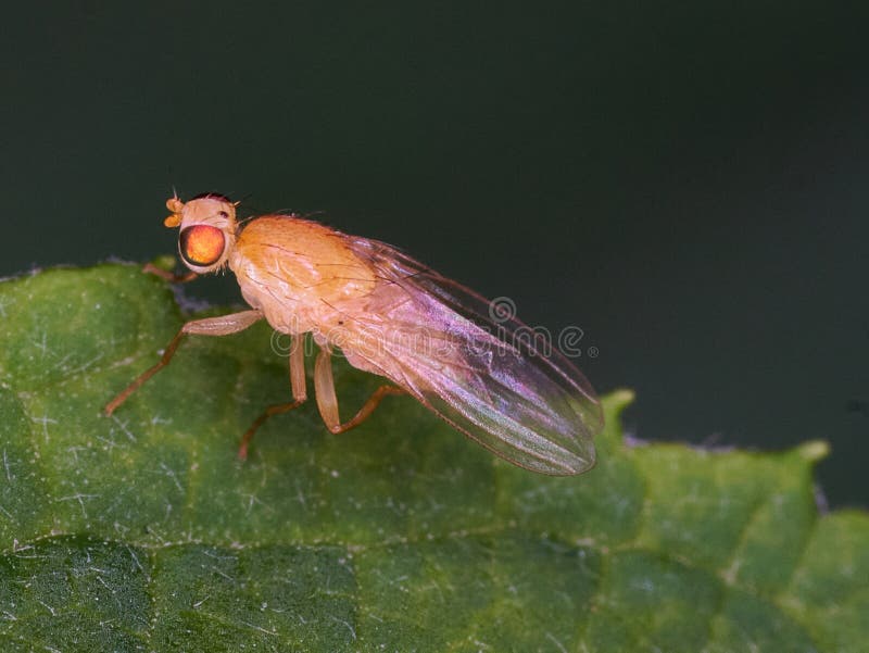 Common Fruit Fly Drosophila Melanogaster Stock Image - Image of fruit ...
