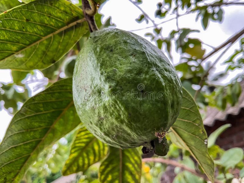 Common Fruit Fly Insect Drosophila Melanogaster Stock Image - Image of ...