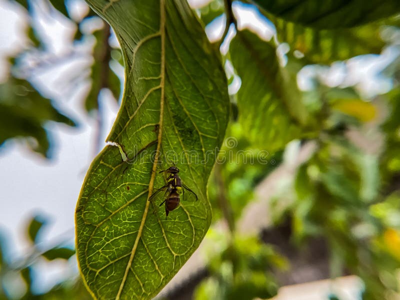 Common Fruit Fly Insect Drosophila Melanogaster (fruit Fly) Sitting on ...