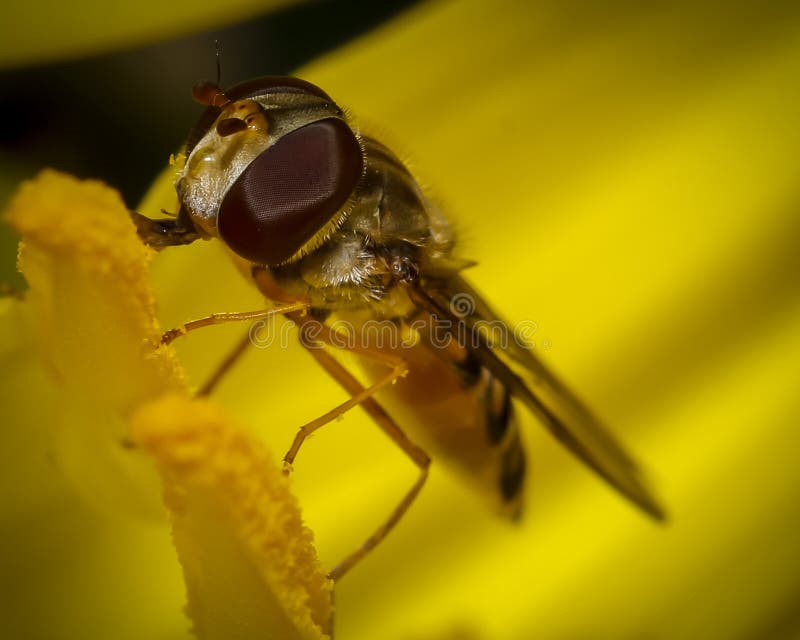 Common fruit fly stock image. Image of closeup, male - 120316393