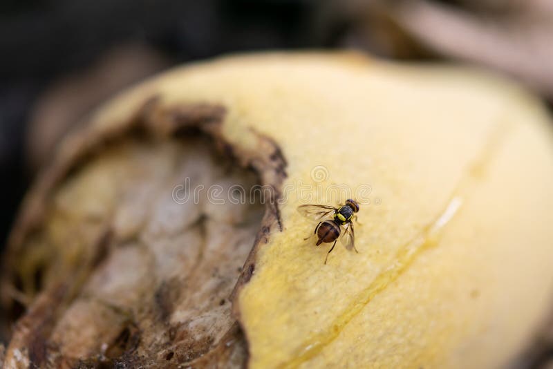 Common fruit fly on mango stock image. Image of organic - 142580553