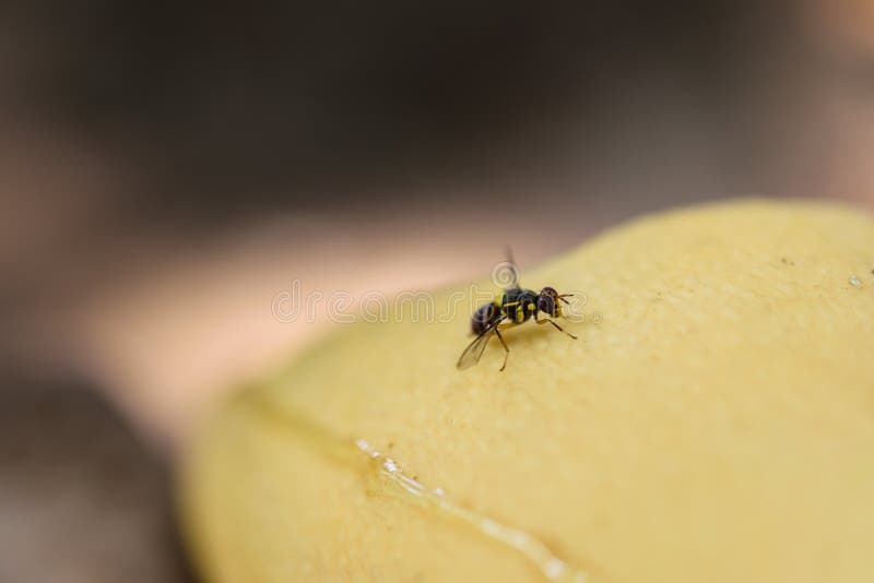 Common fruit fly on mango stock photo. Image of diptera - 142580572