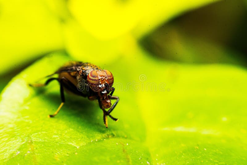 Common Fruit Fly in the Tropical Park Stock Photo - Image of wildlife ...