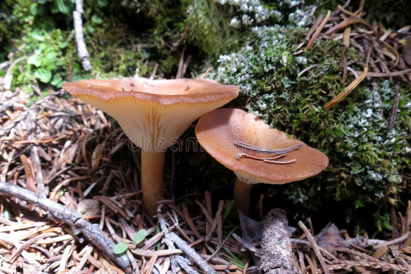 Common Funnel Cap - Clitocybe Gibba Stock Image - Image of funnel ...