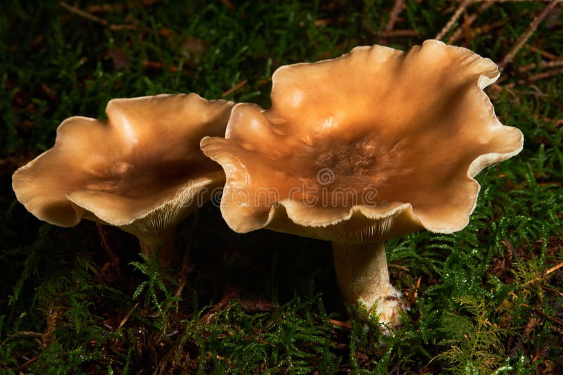 Common Funnel Mushroom (Clitocybe Gibba) Stock Image - Image of ...