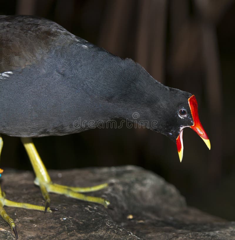 Common Gallinule stock image. Image of bird, lake, walking - 22889651