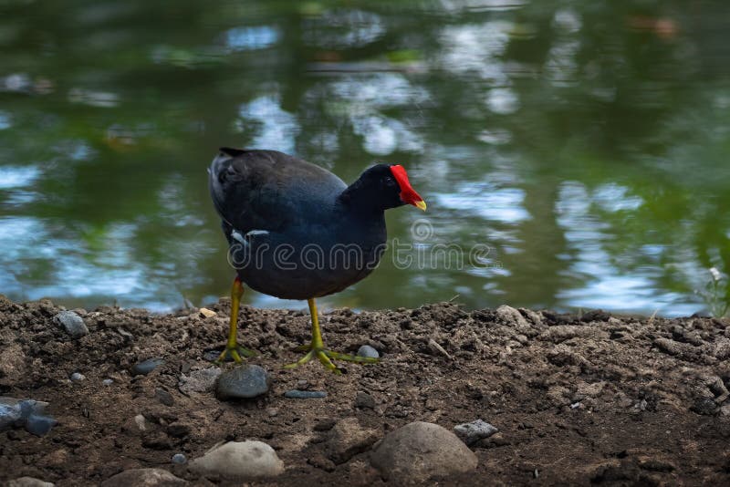 Common Gallinule bird stock image. Image of lake, beak - 303273109