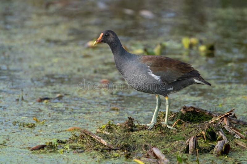 Common Gallinule stock image. Image of spread, county - 273180179