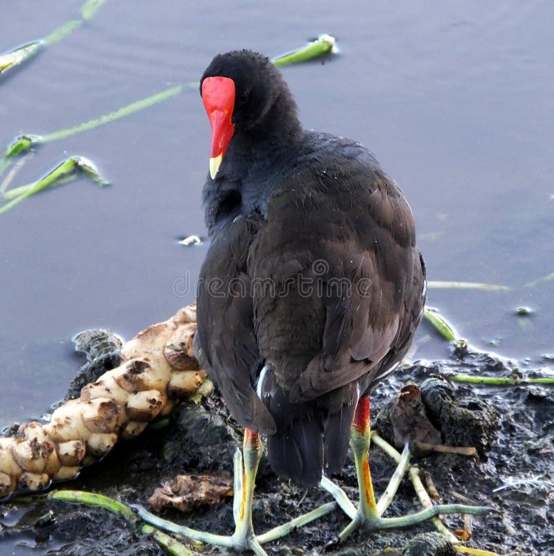 Common Gallinule (Gallinula Galeata) Stock Photo - Image of habitat ...