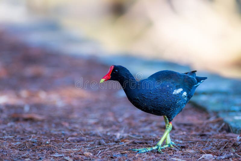 Common Gallinule stock photo. Image of river, common - 224162128