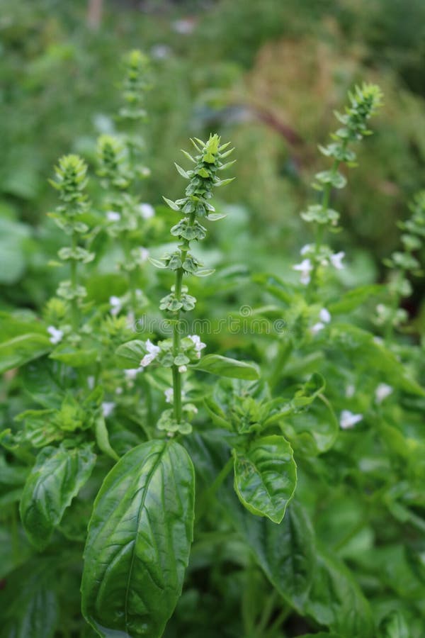 Common garden basil stock image. Image of scenic, leaves - 76408917