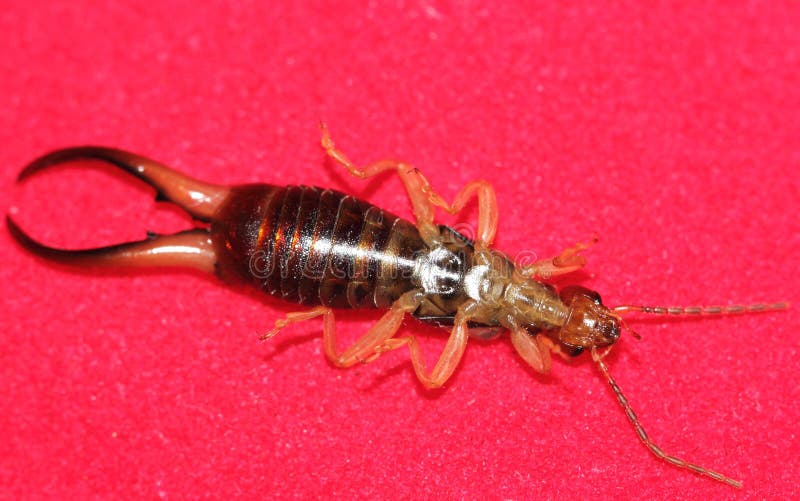 Common garden earwig stock photo. Image of magnification - 34089694