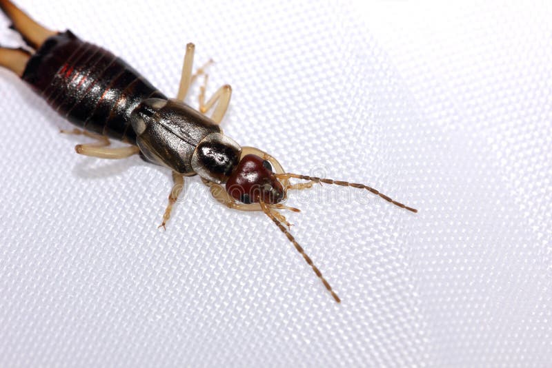 Common garden earwig stock photo. Image of magnification - 34089694