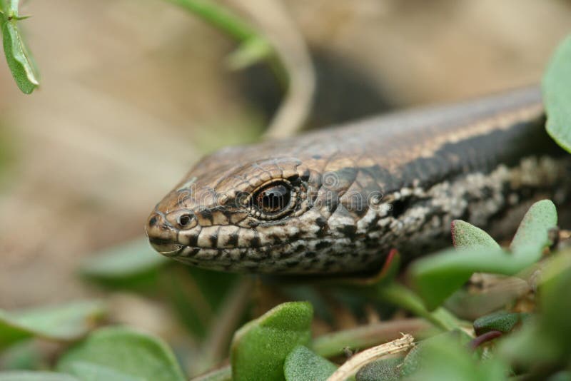 Growing Fresh Organic Lettuce in a Garden Stock Image - Image of ...