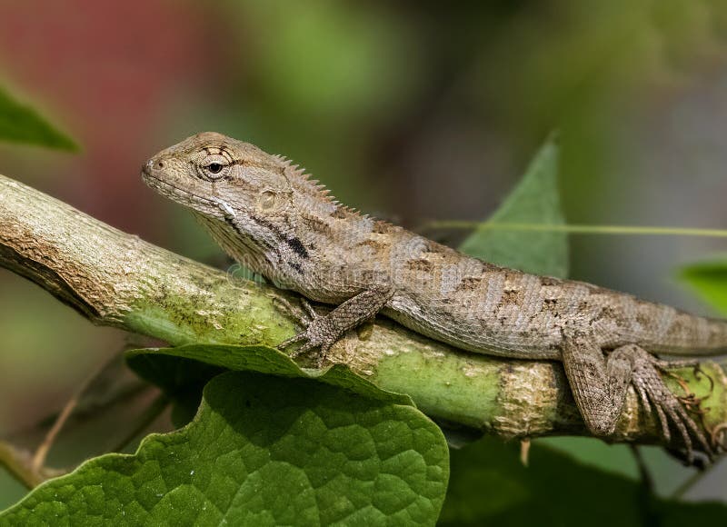 Common garden lizard stock image. Image of posing, shades - 106761603