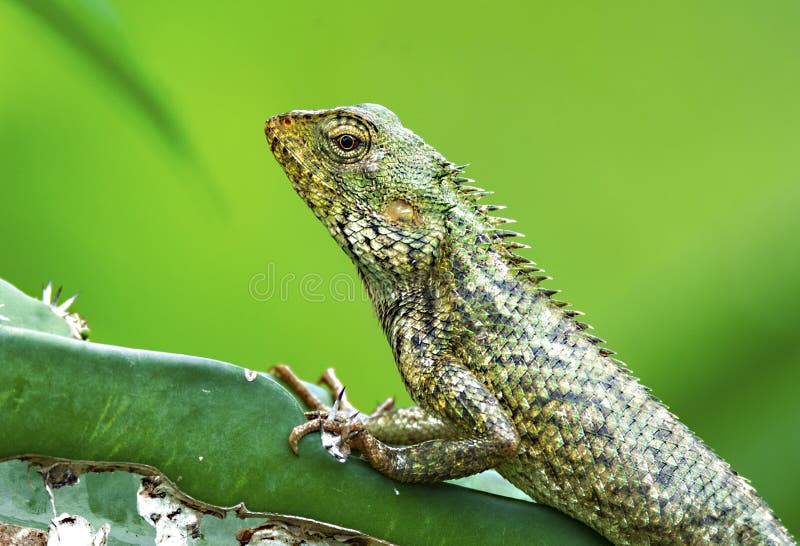 Common garden lizard stock photo. Image of macro, legs - 89453350