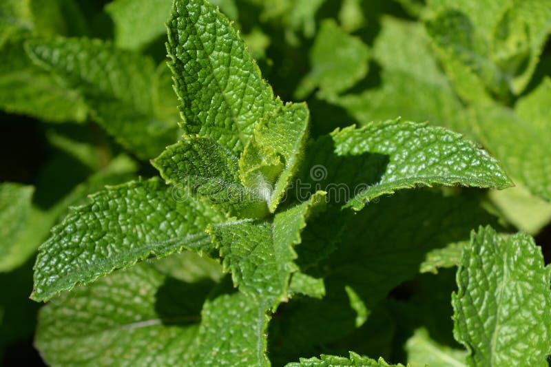 Common Garden Mint, Close Up Leaf Detail Stock Photo - Image of mentha ...