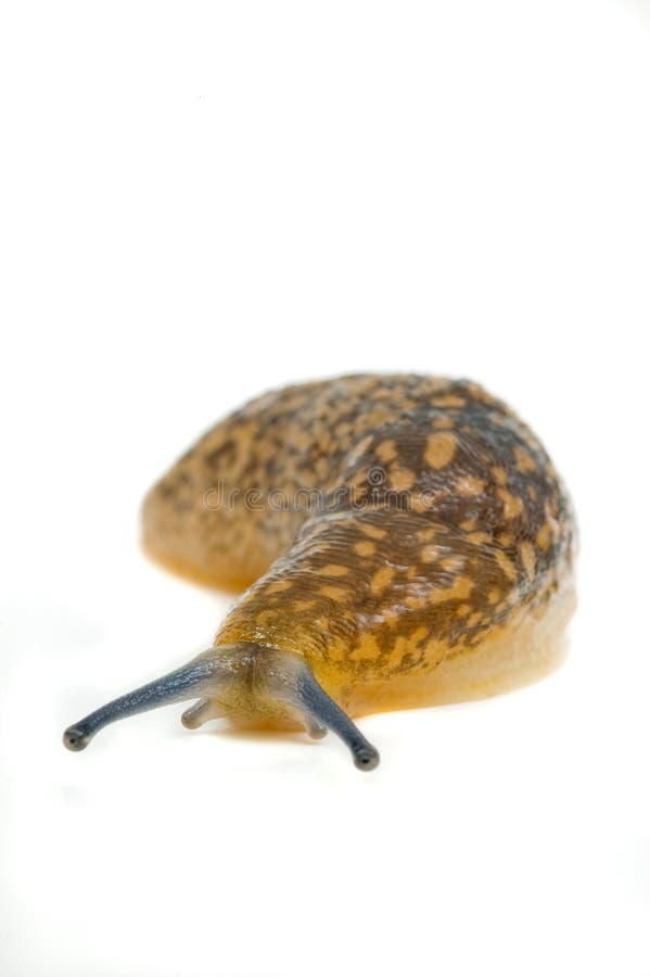 Large Slug: Gastropod Mollusk Stock Image - Image of breathing, insect ...