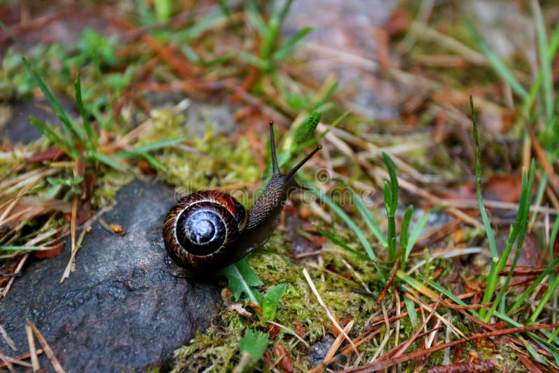 Common Garden Snail Picture. Image: 1623650