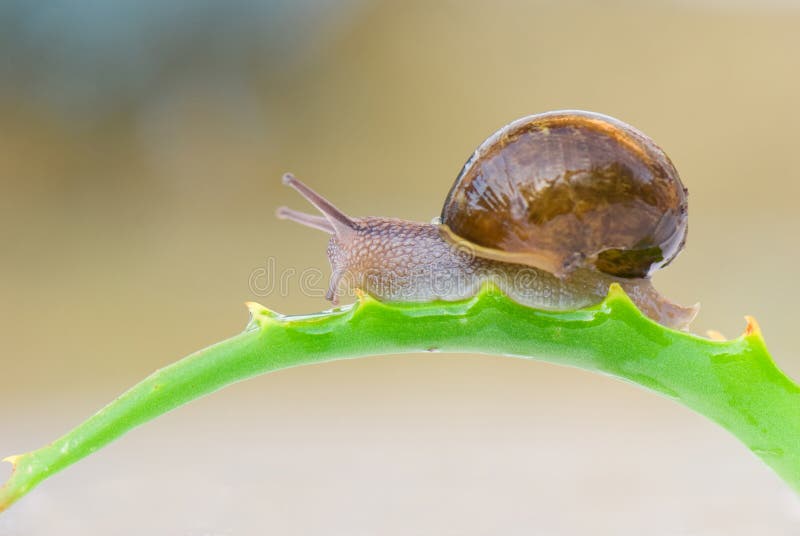 Common Garden Snail Picture. Image: 6714588
